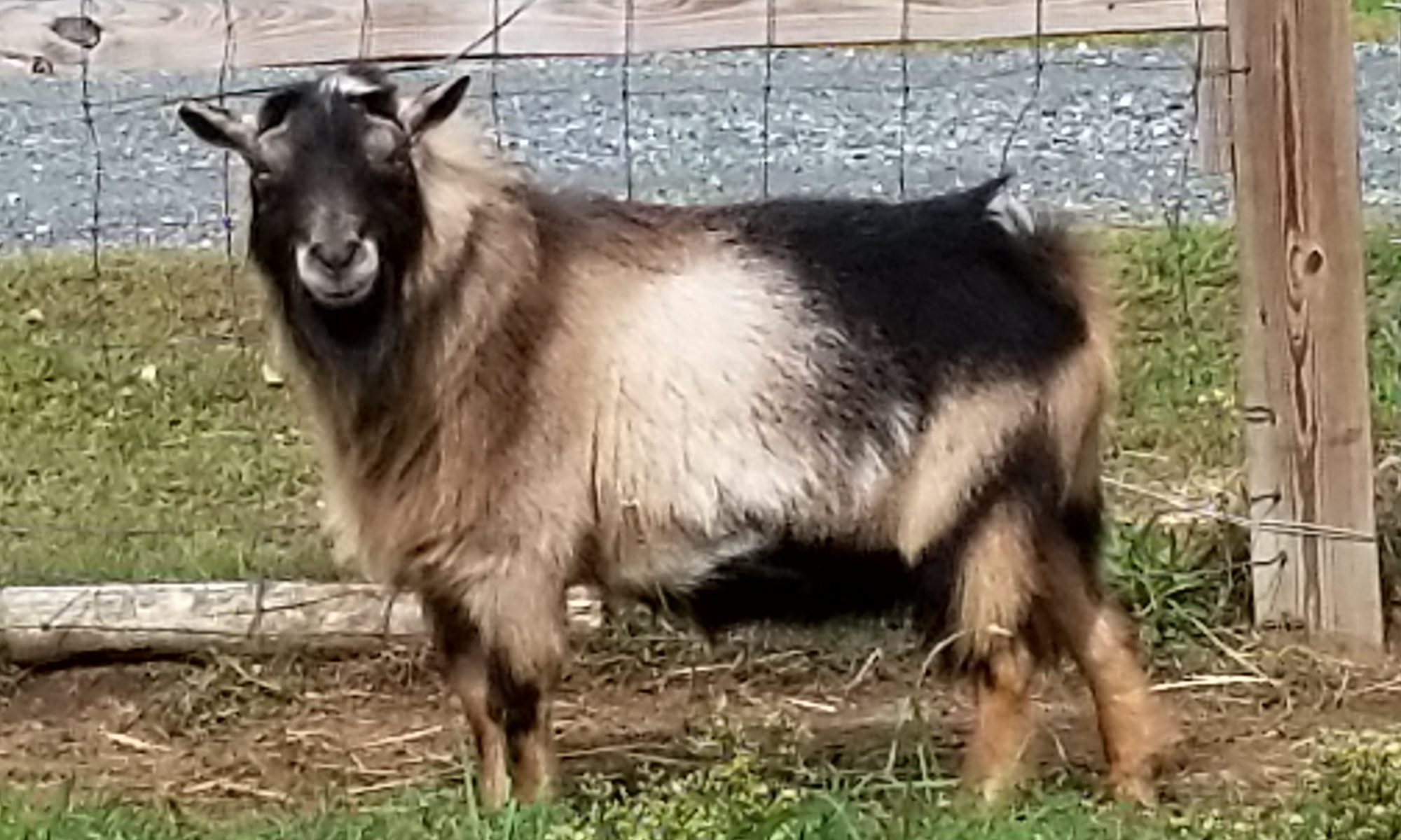 Nigerian Dwarf Goats – jmfarm-vermont.com